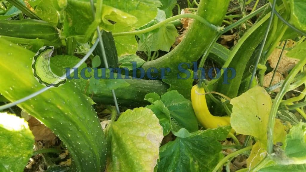 China Jade Cucumber – Cucumber Shop