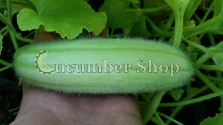 Palestinian Fakous – Cucumber Shop